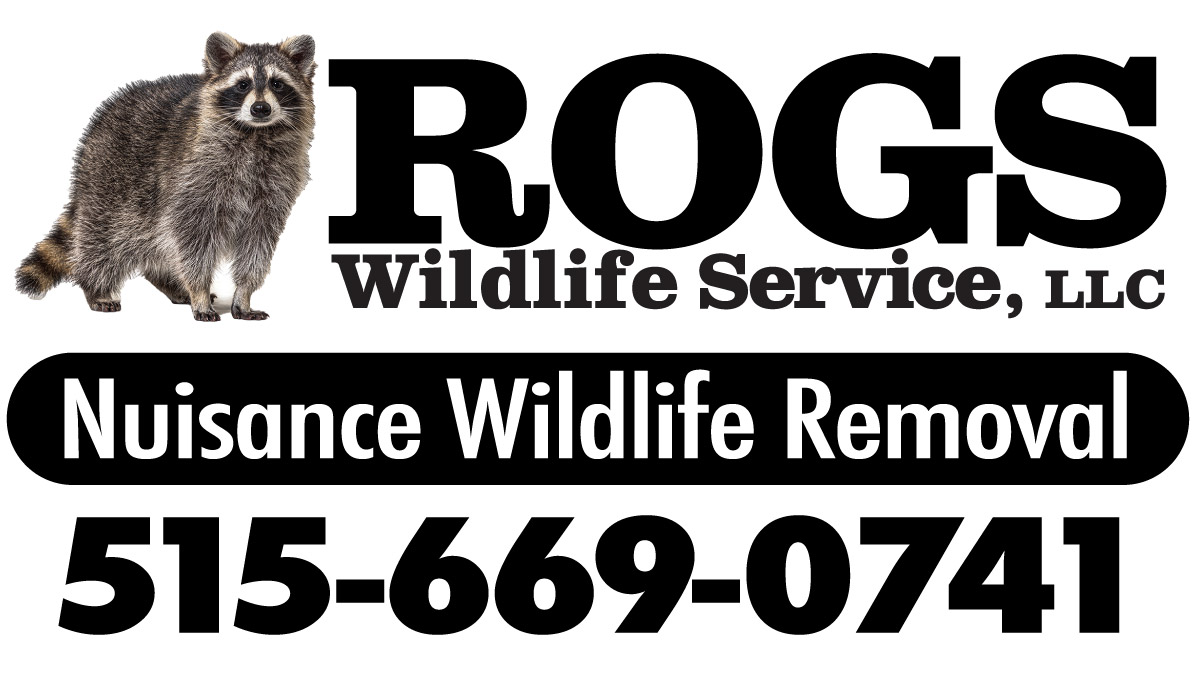 New rules and laws address raccoons, create year-round open season ...