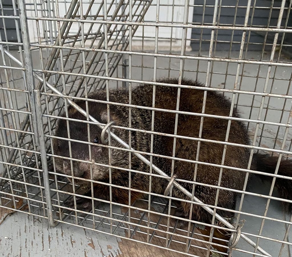 ROGS Services – ROGS Wildlife Service LLC