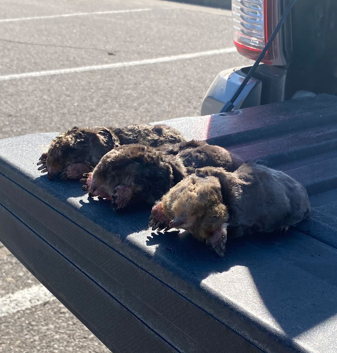 ROGS Services - ROGS Wildlife Service LLC